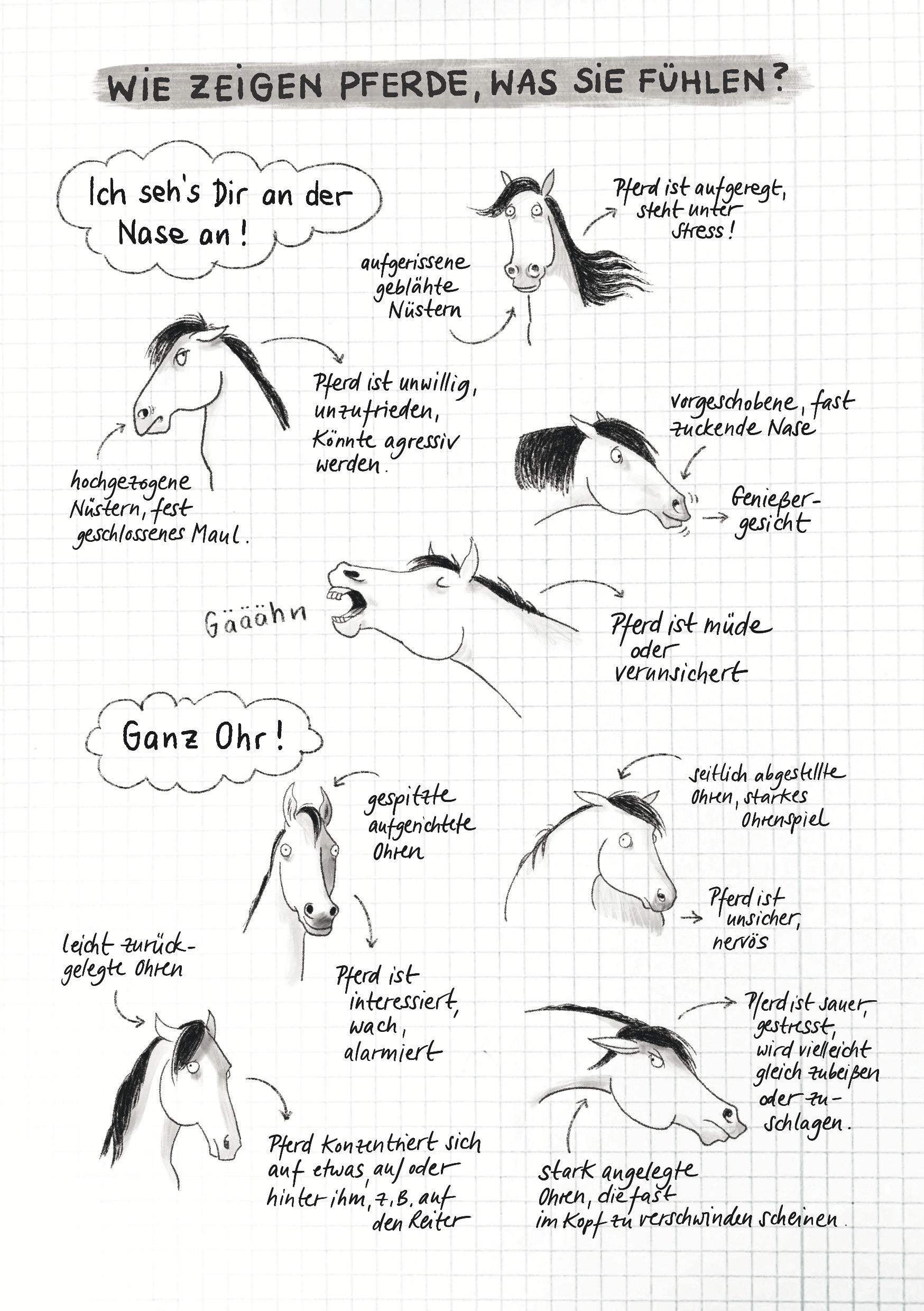 Alles Pony, oder was? - Illustration und Design